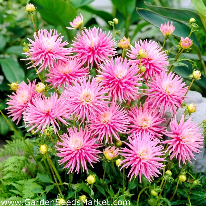 Dahlia - Park Princess - grand pack ! - 10 pièces - – Garden Seeds ...