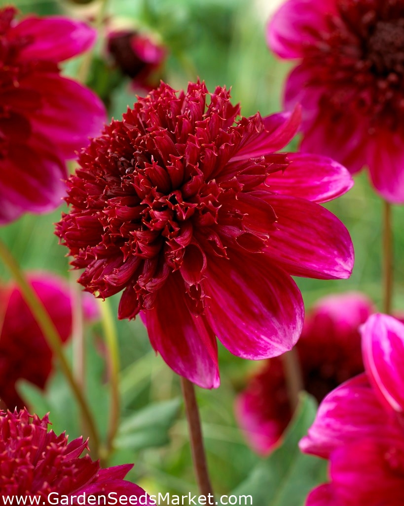 Dahlia - Rock Star - groot pak! - 10 stuks - – Garden Seeds Market ...