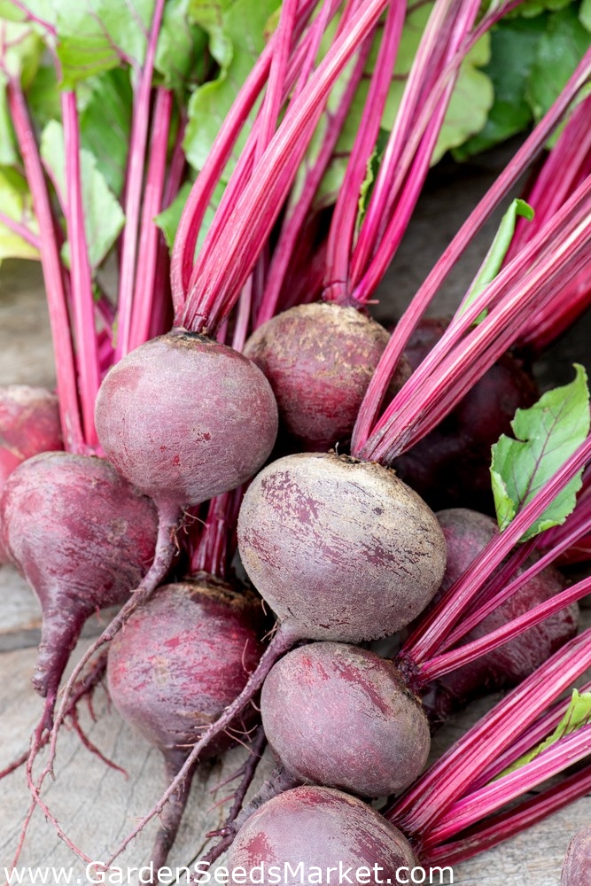 Monty F1 red beetroot - round, dark red roots, for demanding growers ...