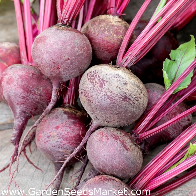 Monty F1 red beetroot - round, dark red roots, for demanding growers ...