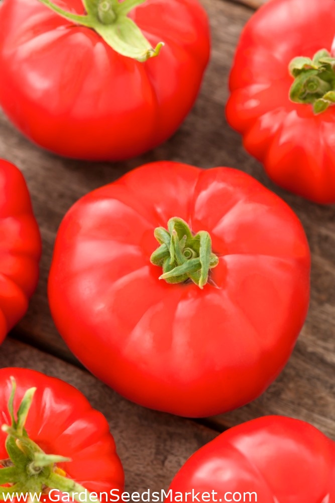 Runner F1 tomato - dark red greenhouse variety, for demanding growers ...