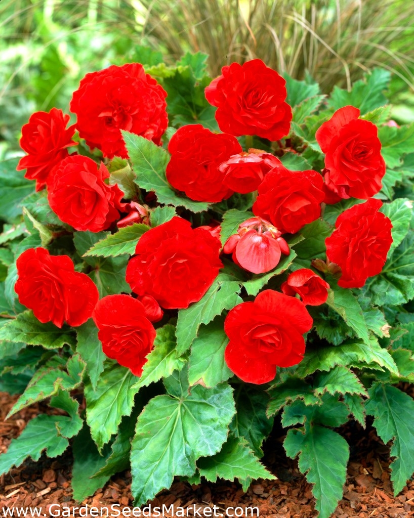 Non Stop begonija - crvena - veliko pakiranje! - 20 kom - – Garden ...