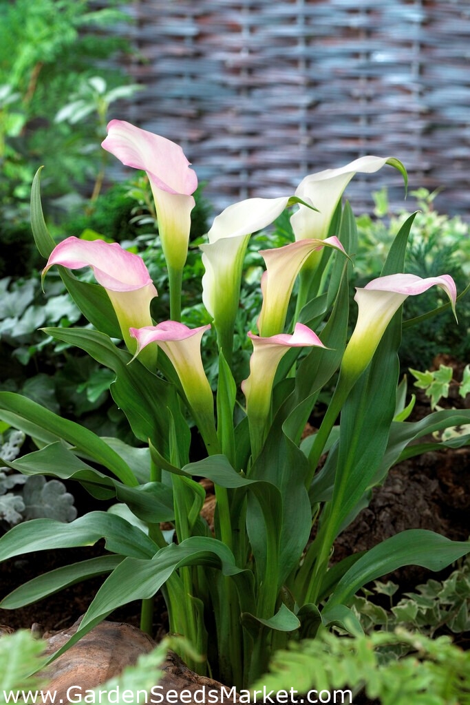 Crystal Blush calla lily; arum lily, Zantedeschia – Garden Seeds Market ...