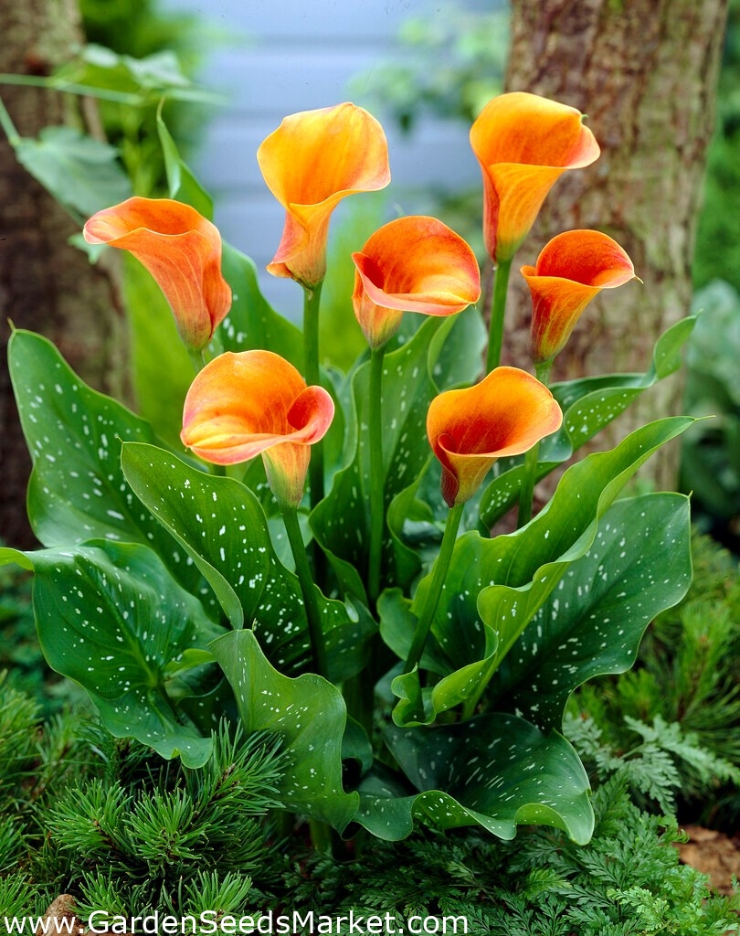 Hot Shot calla lily - XXL bulb; arum lily, Zantedeschia - large package ...