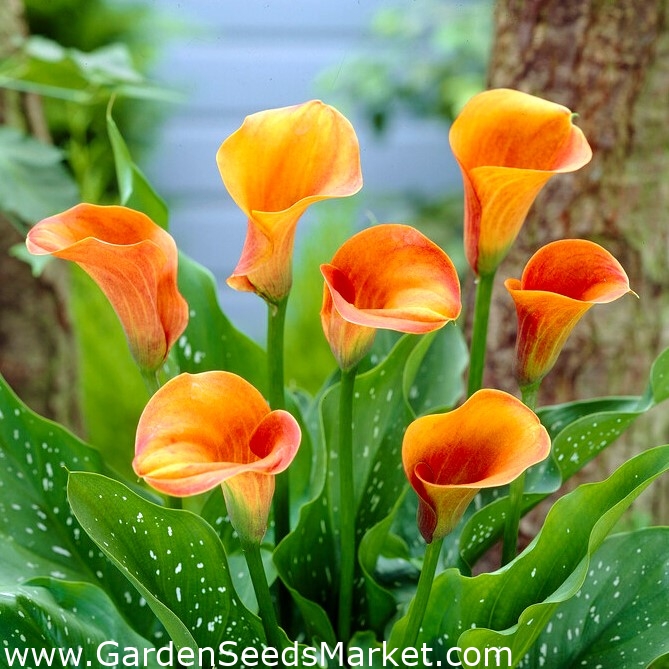 Hot Shot calla lily - XXL bulb; arum lily, Zantedeschia - large package ...