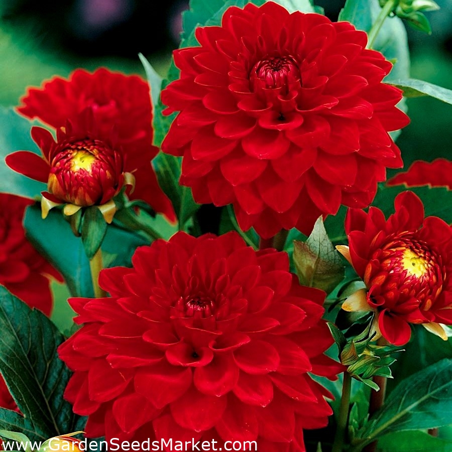 Red dahlia - Dahlia Red - XL pack! - 50 pcs – Garden Seeds Market ...