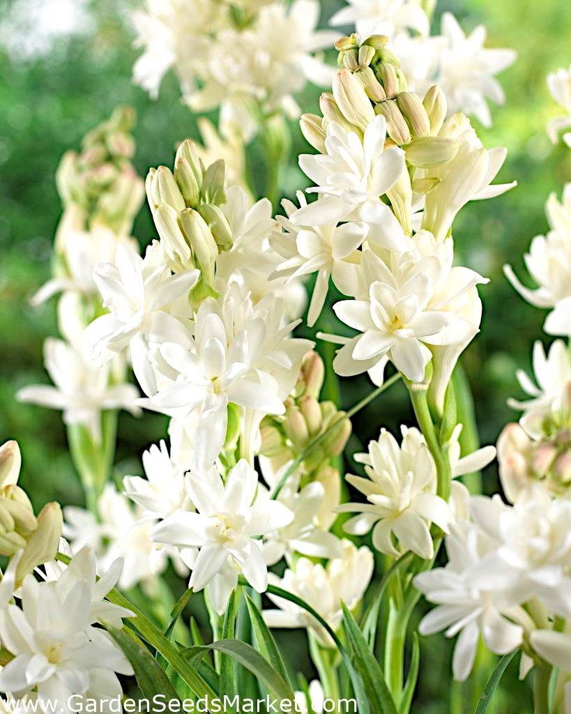 Tuberose - Polianthes - storpack! - 20 st; Agave amica - – Garden Seeds ...