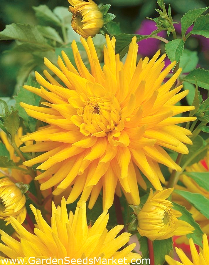 Yellow cactus dahlia - Dahlia cactus Yellow - large pack! - 10 pcs ...