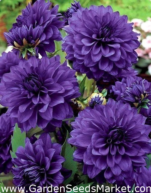Blue dahlia - Dahlia Blue - large pack! - 10 pcs – Garden Seeds Market ...