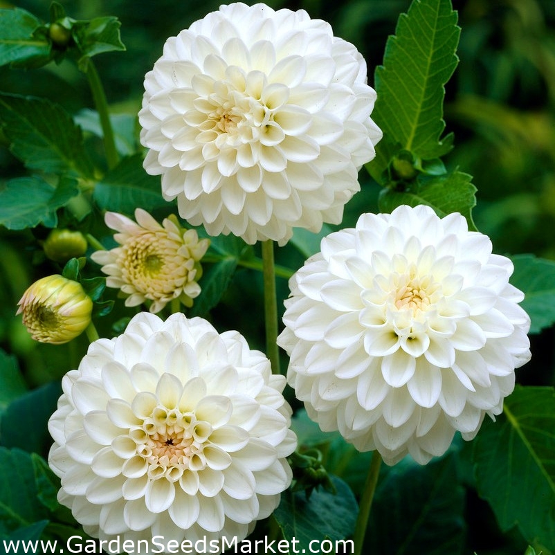 Dahlia - White Aster - embalagem grande! - 10 pcs. – Garden Seeds ...