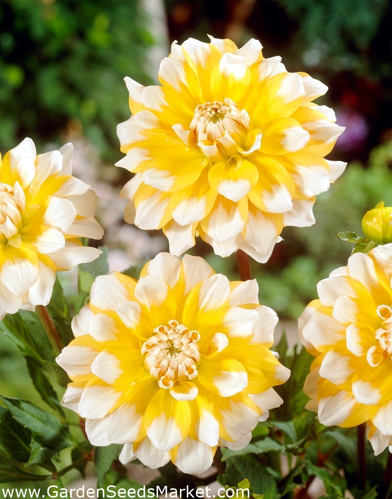 Dahlia - Seattle - ¡paquete grande! - 10 piezas – Garden Seeds Market ...