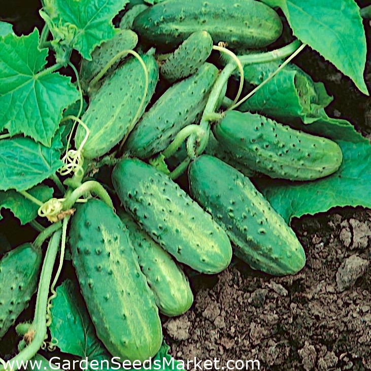 Soplica F1 agurkas - produktyvi lauko veislė, labai atspari ligoms ...