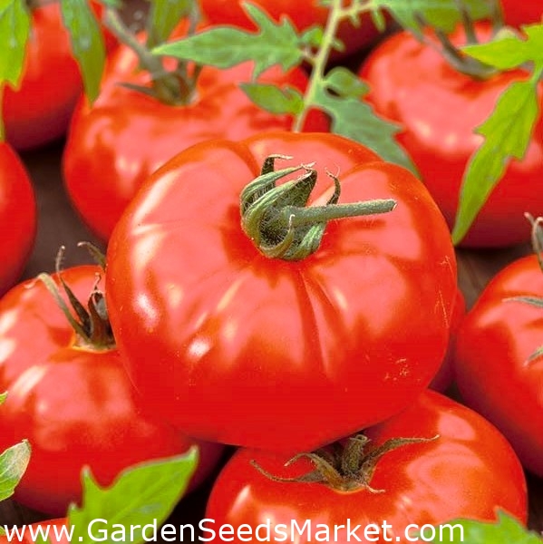 Tomate Gigante (Gigante) - 10 gramas - – Garden Seeds Market | Frete grátis