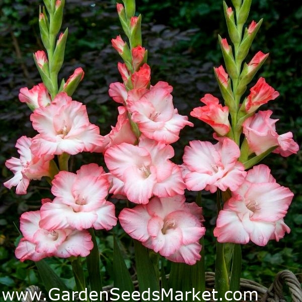 Kalos gladiolus - large package! - 50 pcs – Garden Seeds Market | Free ...