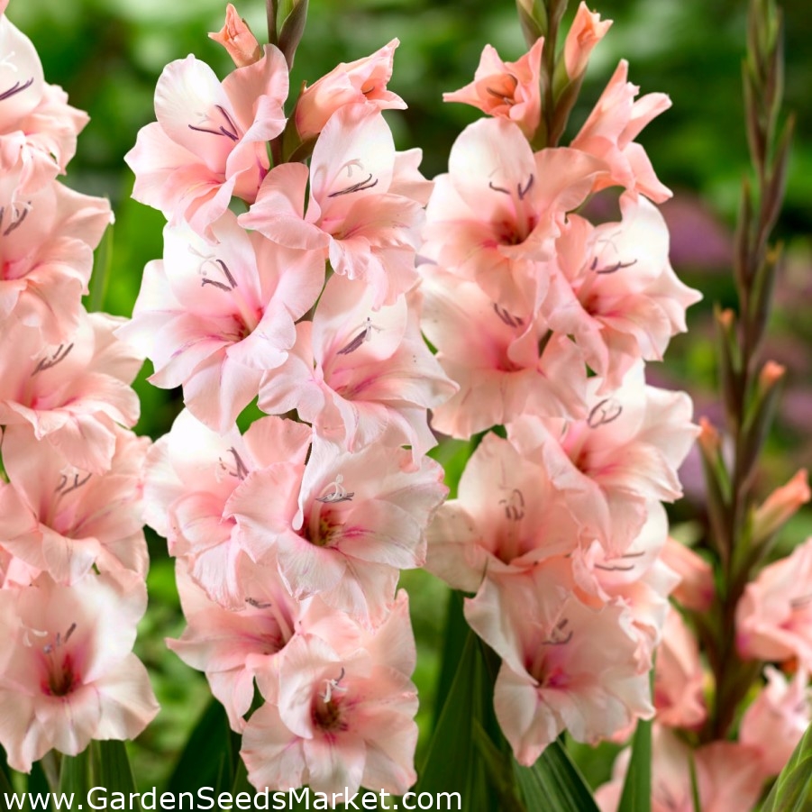 Legolas gladiolos - 5 piezas – Garden Seeds Market | Envío gratis