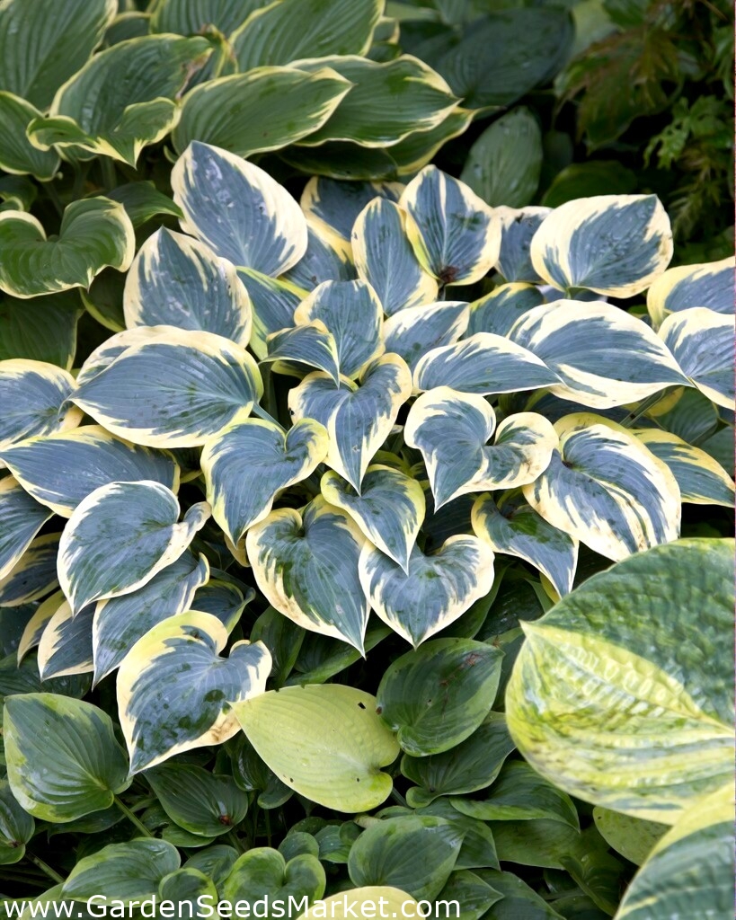 First Frost hosta, pihapiirakka lilja – Garden Seeds Market | Ilmainen ...