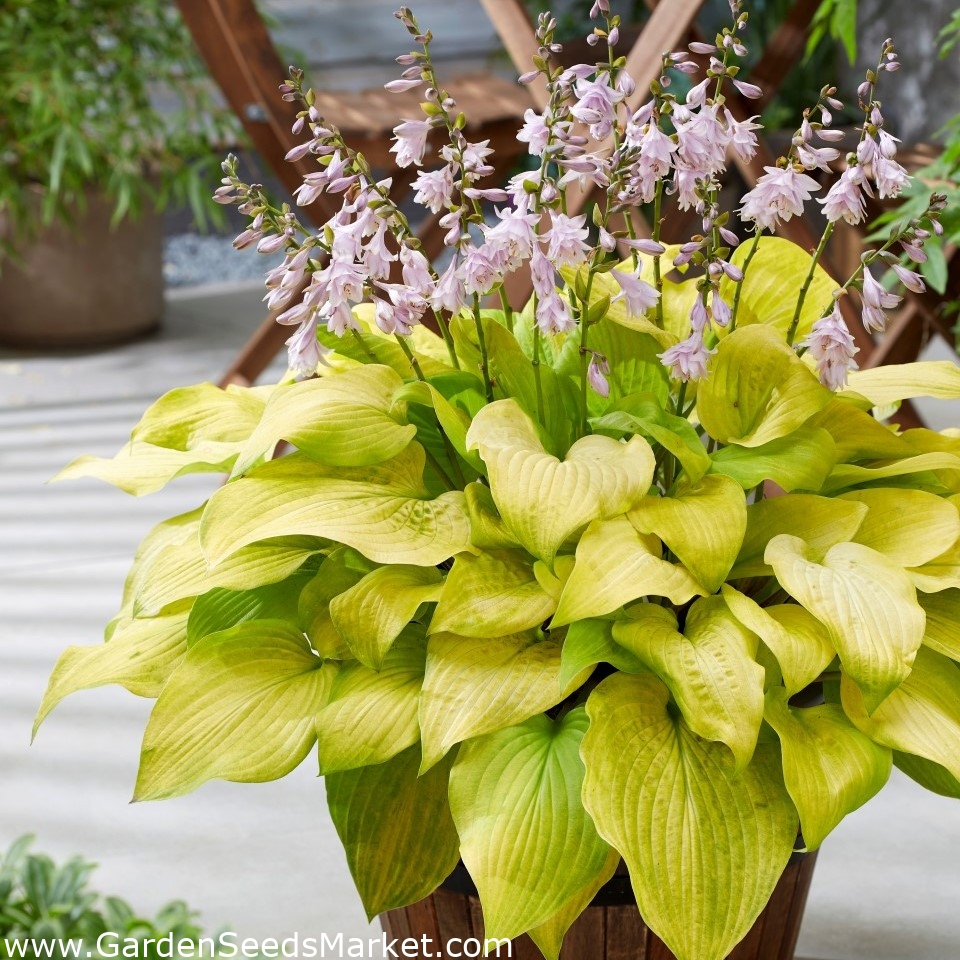 Ki Ren Jyaku hosta, lys plantain - rose, fleur semi-double - gros ...