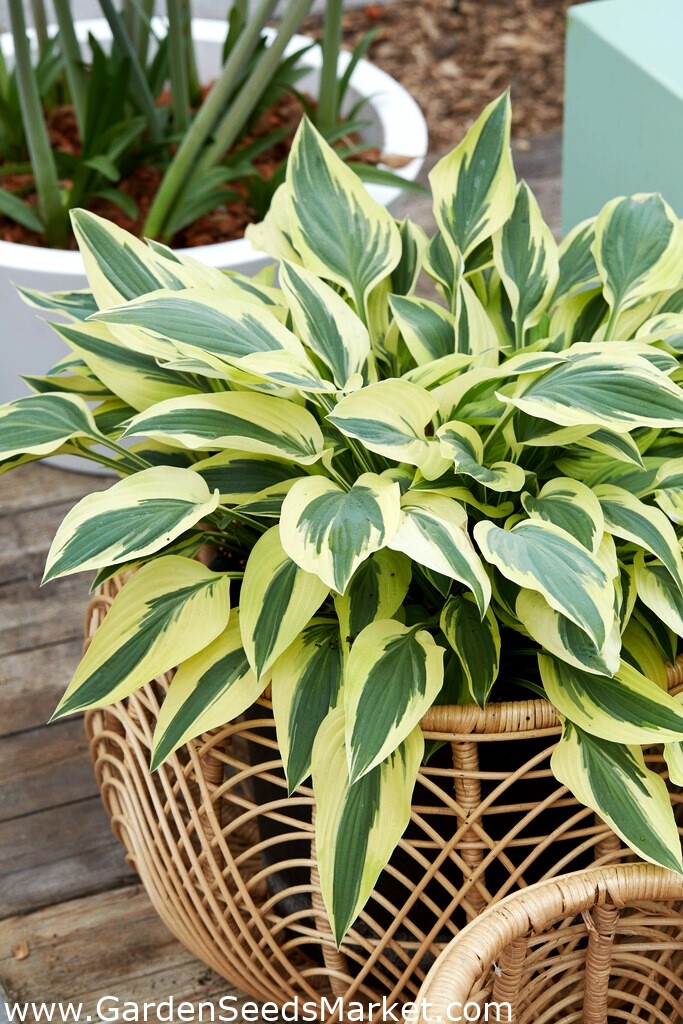 Lakeside Dragonfly hosta, plantain lilje - stor pakke! - 10 stk ...