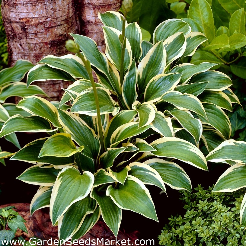 Queen Josephine hosta, plantain lily – Garden Seeds Market | Free shipping