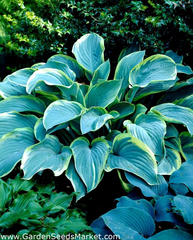 Regal Splendor hosta, plantain lily – Garden Seeds Market | Free shipping