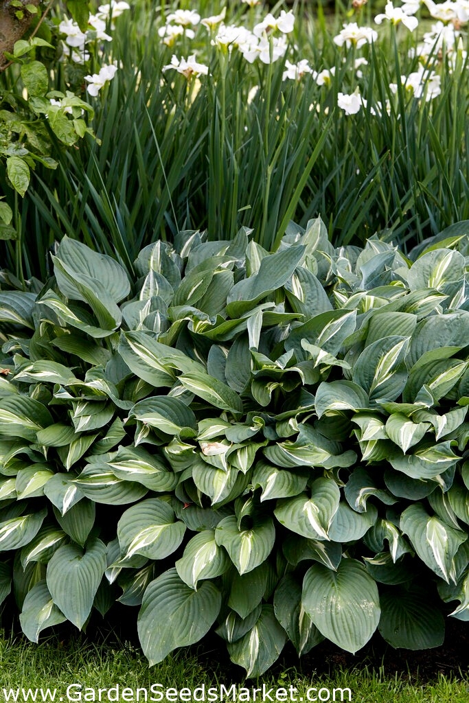 Hosta Snake Eyes, lirio de plátano - ¡paquete grande! - 10 piezas – Garden Seeds Market | Envío ...