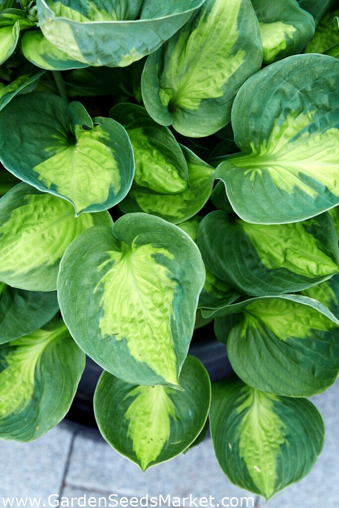 Hosta Sunset Grooves, lírio de banana – Garden Seeds Market | Frete grátis