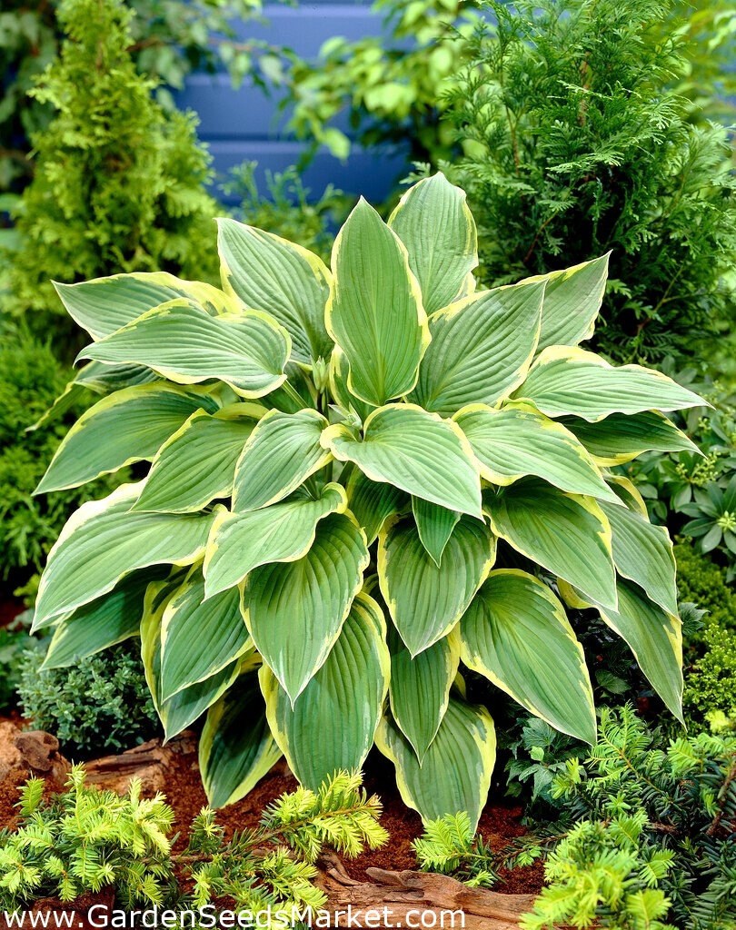 Yellow River hosta, plantain lily – Garden Seeds Market | Free shipping