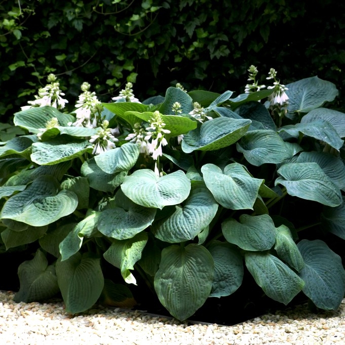 Hosta Kingsize, lirio de plátano - Hojas de tamaño XL - ¡paquete grande ...