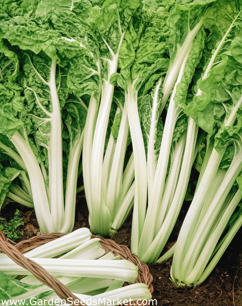 Amarilla de Lyon 2 acelga BIO - verde com pecíolos brancos - sementes ...