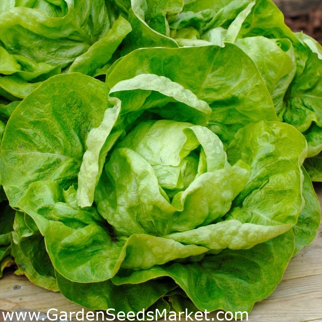 Sagess butterhead salāti - vidēji agrīna lauka šķirne - profesionālas ...