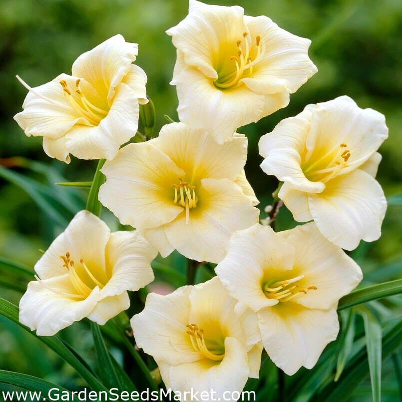 Longfields Pearl daylily - ¡paquete grande! - 10 piezas - – Garden ...