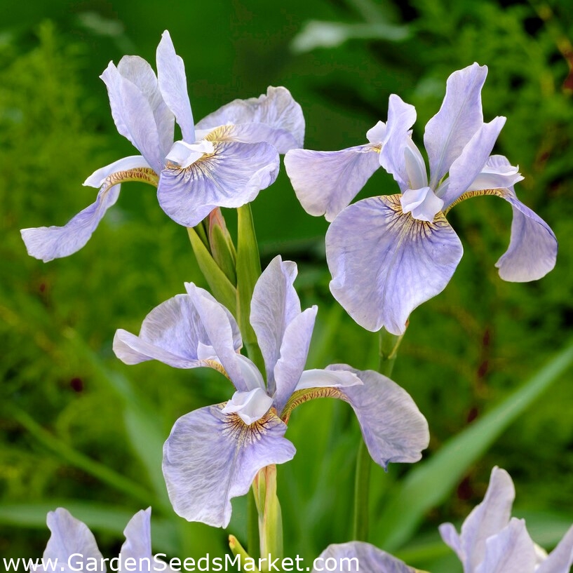 Soft Blue Siberian iris, Siberian flag – Garden Seeds Market | Free ...