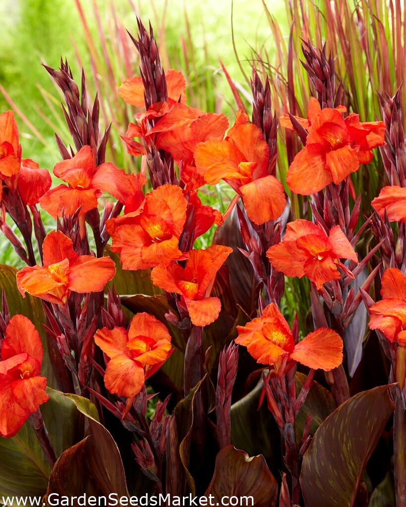 Cleopatra Red canna lily - velik paket! - 10 kos - – Garden Seeds ...