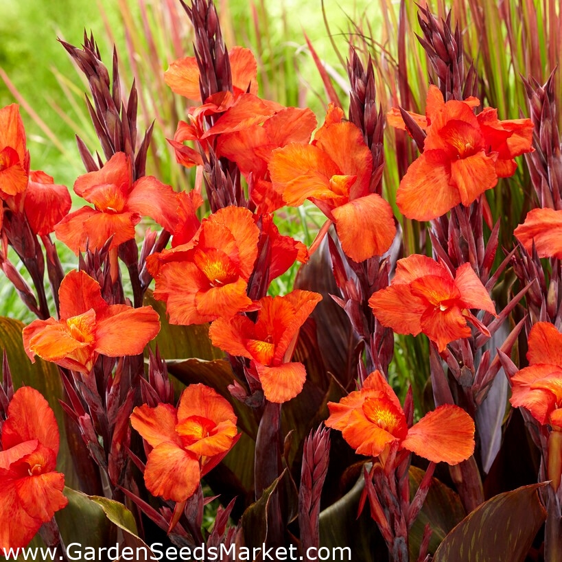 Cleopatra Red canna lily - large package! - 10 pcs – Garden Seeds ...