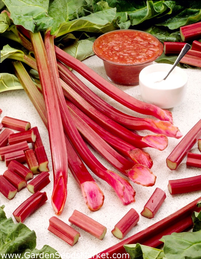 Hallon Röd rabarber - planta - stort paket! - 10 st - – Garden Seeds ...