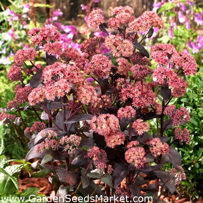 José Aubergine stonecrop - Sedum - planta - stort paket! - 10 st ...