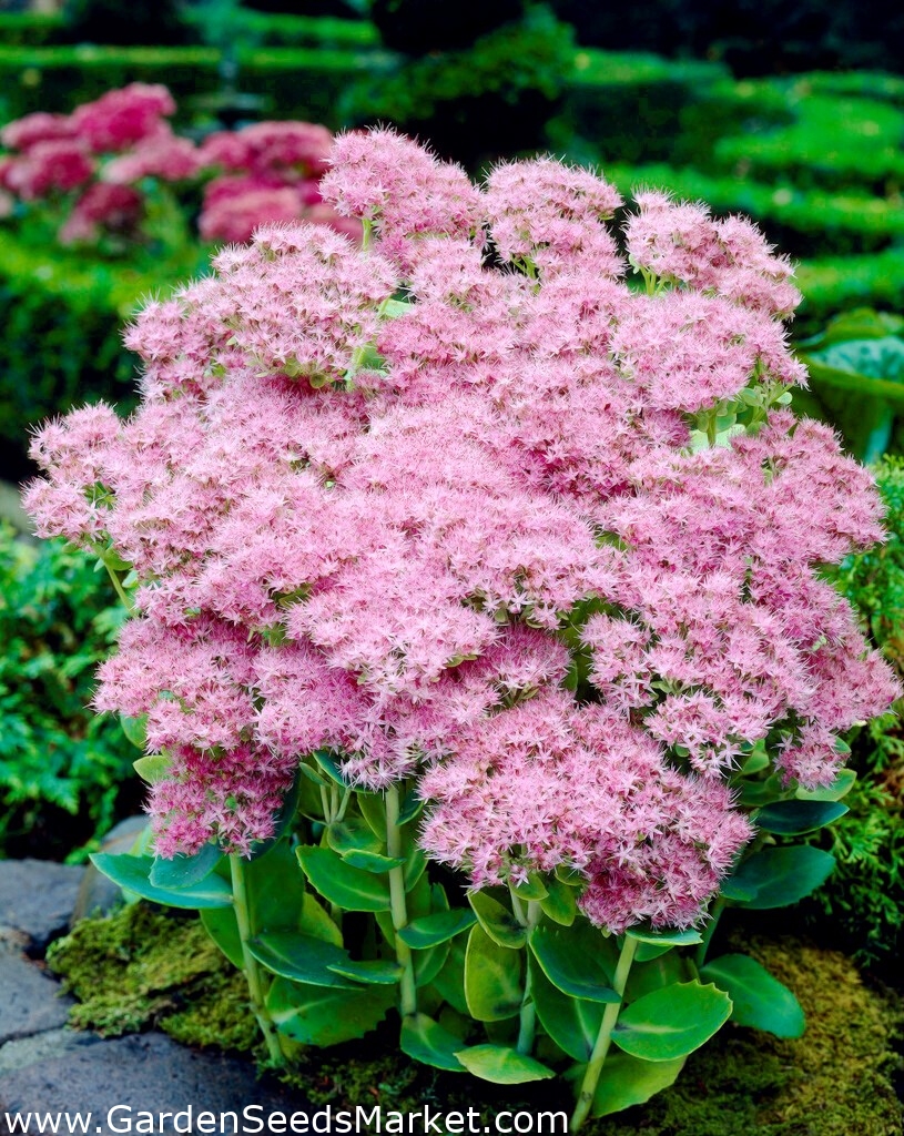 Strålande stengröt - Sedum - planta - stort paket! - 10 st - – Garden ...