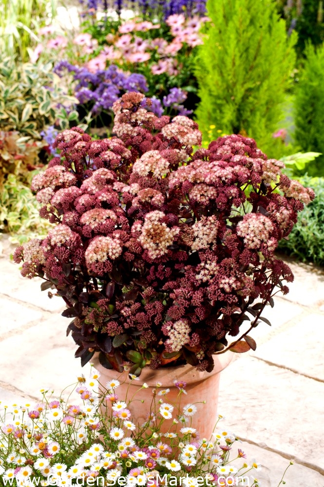 Rainbow Xenox orpine - Sedum - planta - stort paket! - 10 st – Garden ...