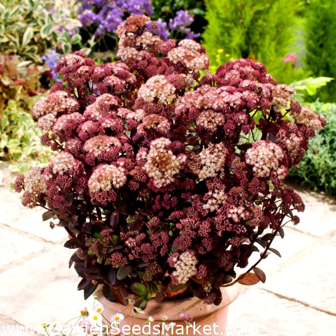 Rainbow Xenox orpine - Sedum - planta - stort paket! - 10 st – Garden ...