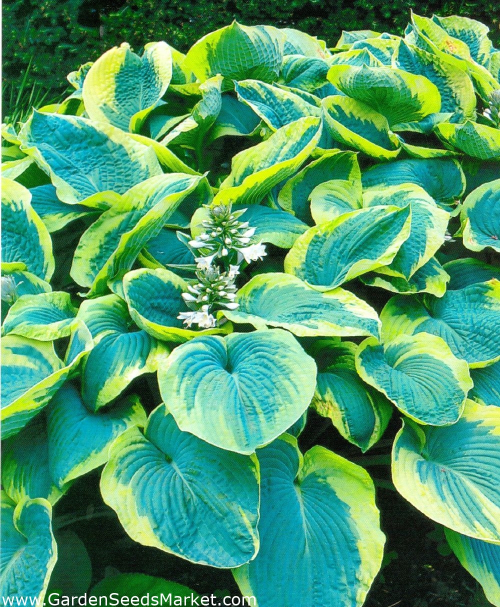 Frances Williams hosta, trpotec lilija - XL paket! - 50 kos - – Garden ...