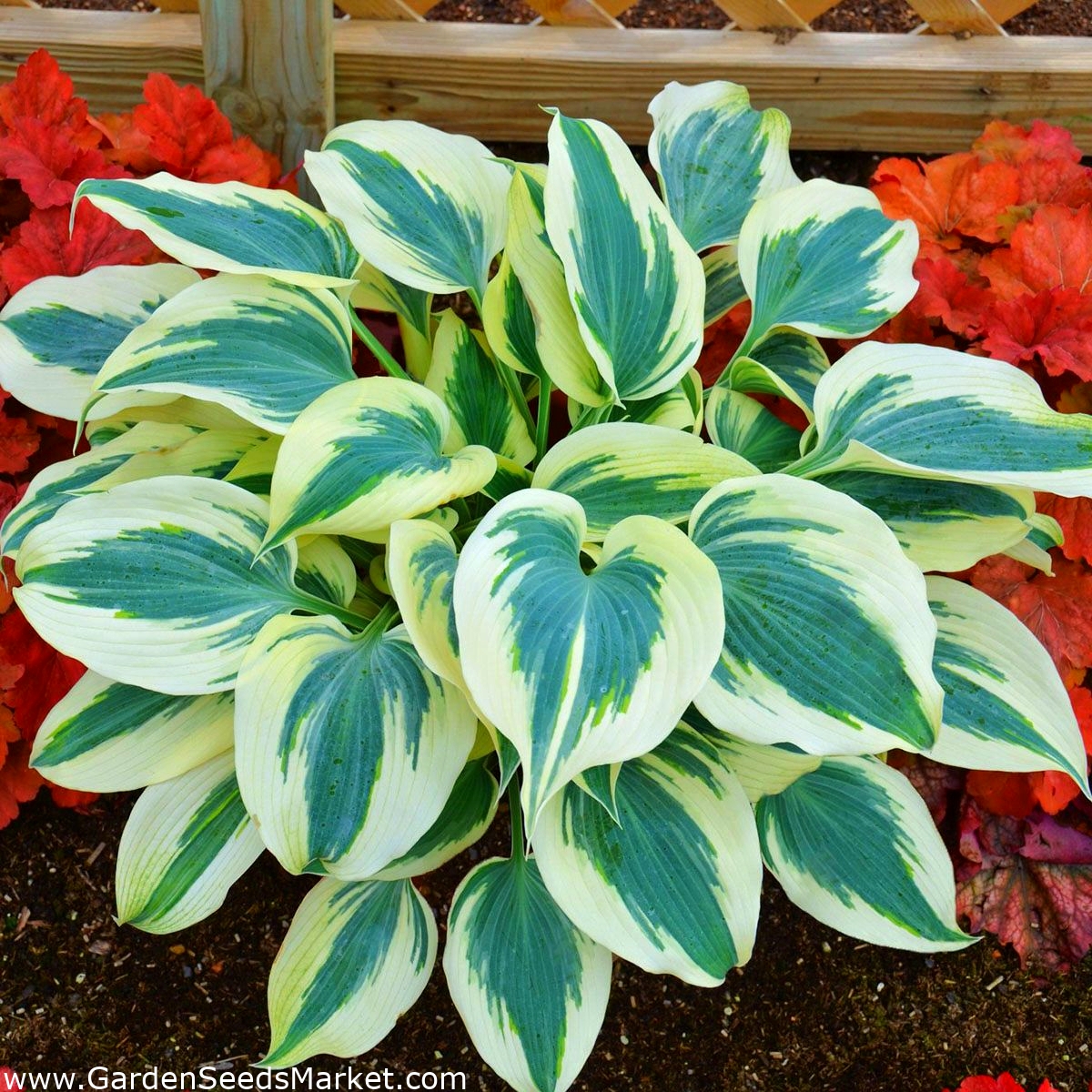 Blue Ivory hosta, plantain lilje - stor pakke! - 10 stk. – Garden Seeds ...
