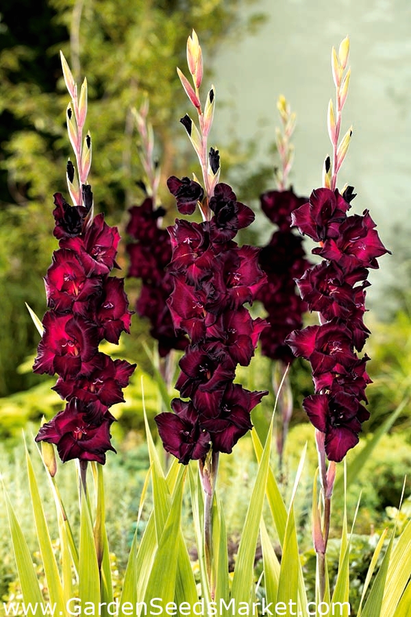 Black Star gladiolus - stort paket! - 50 st – Garden Seeds Market ...