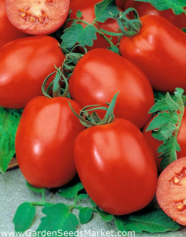 Tomate Rio Grande BIO - variedad tipo Kmicic, para hacer conservas ...