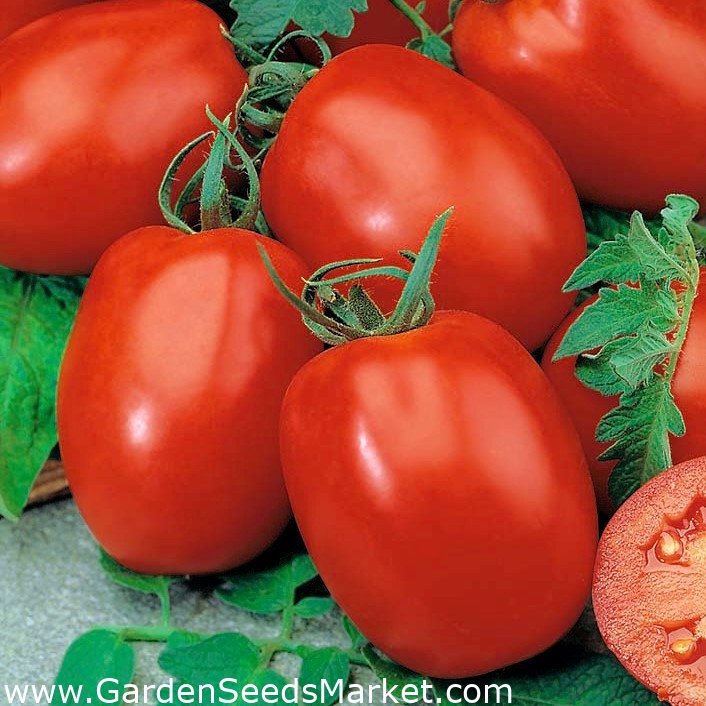 Tomate Rio Grande BIO - variedad tipo Kmicic, para hacer conservas ...