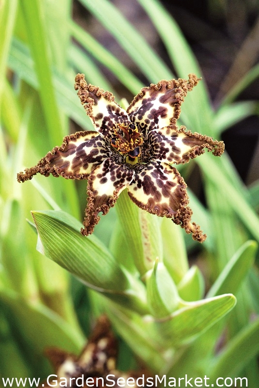 Starfish iris, Ferraria crispa; black flag, starfish lily - large ...