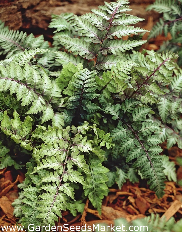 Orientalisk ladyfern - Ursula's Red - planta; Japansk målad ormbunke ...