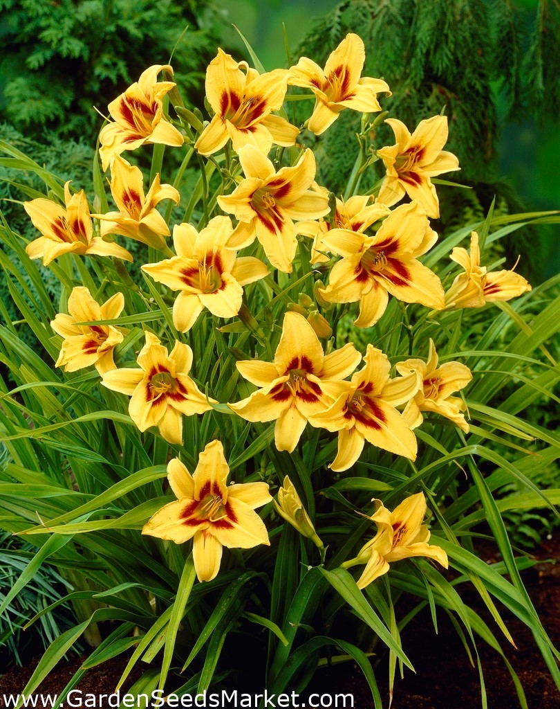 Daylily "Bonanza" - large package! - 10 pcs – Garden Seeds Market ...