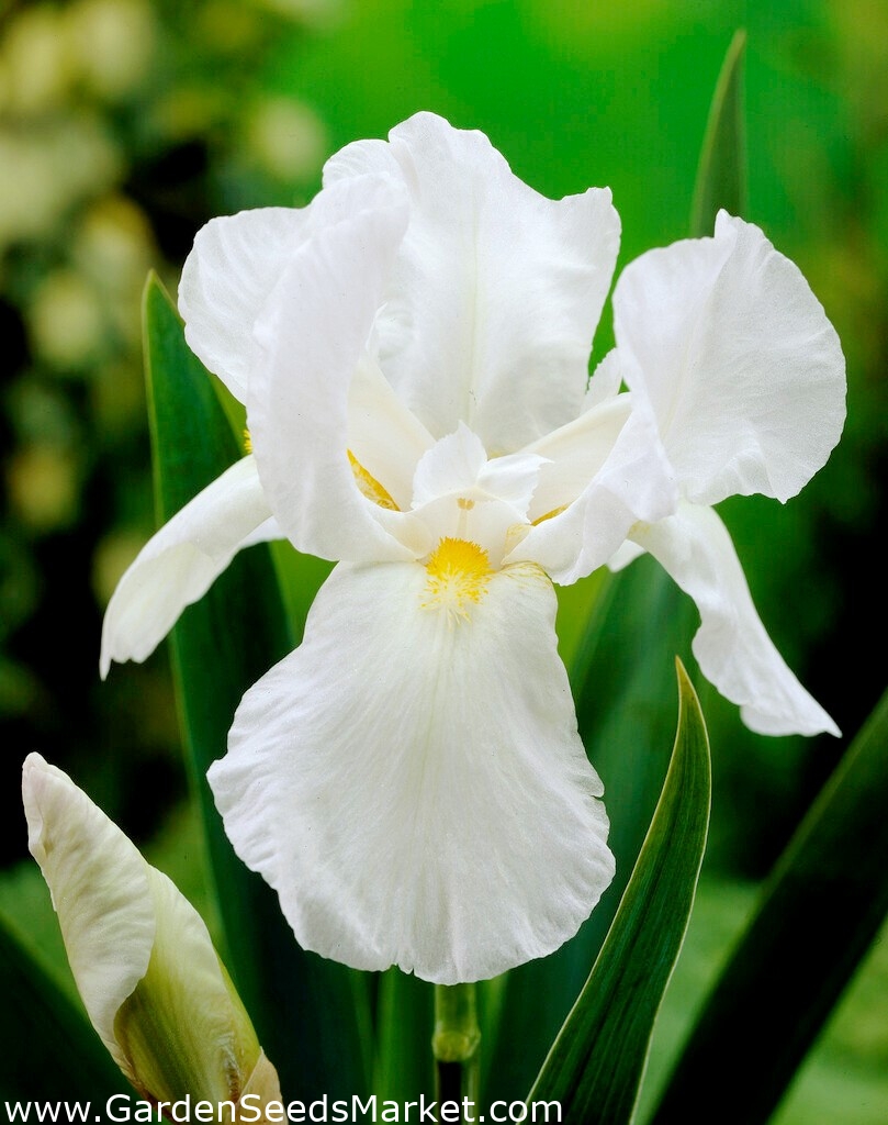 White Knight iris – Garden Seeds Market | Free shipping