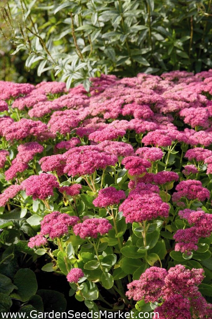 Mini Joy stonecrop - Sedum - seedling – Garden Seeds Market | Free shipping