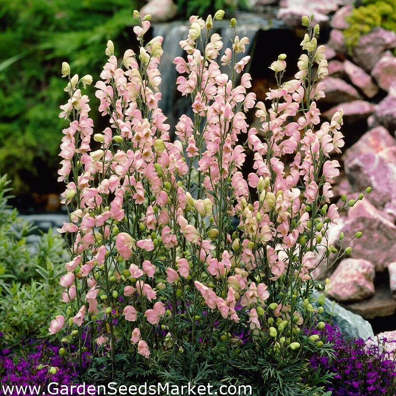 Acónito - Aconitum napellus Rubellum - plántula - – Garden Seeds Market ...